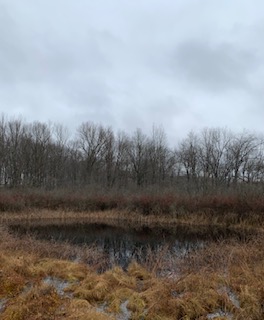 Brown’s Bog: The Kettle Hole Lake – The Nature of Nature 2020